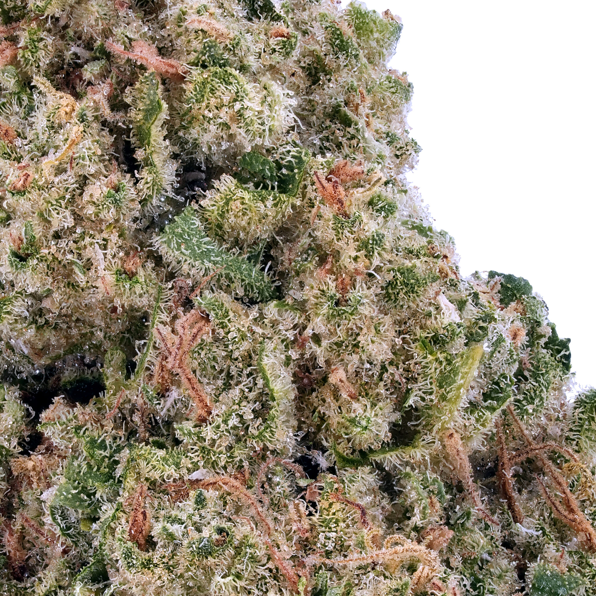 White Runtz THCa Flower - Arete Hemp